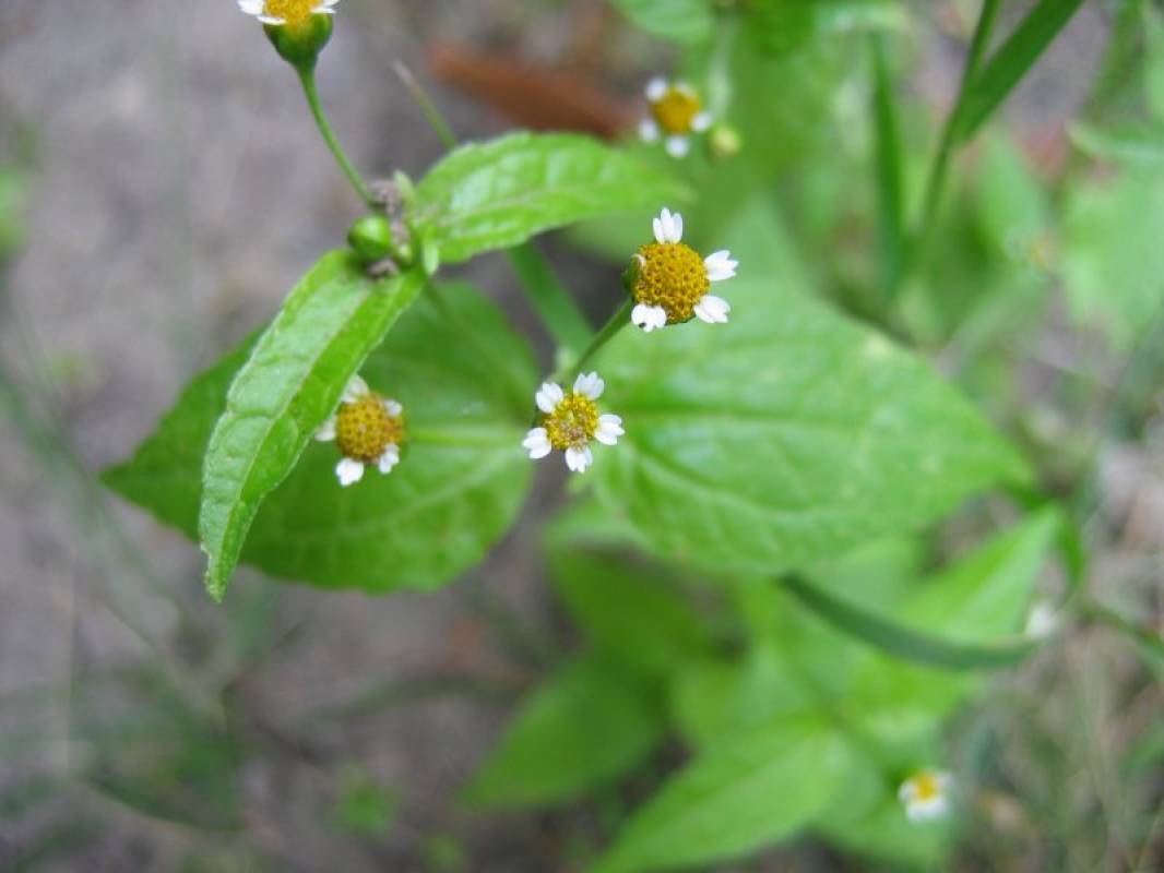 Galinsoga parviflora (galinsoga comune) | Piante magiche