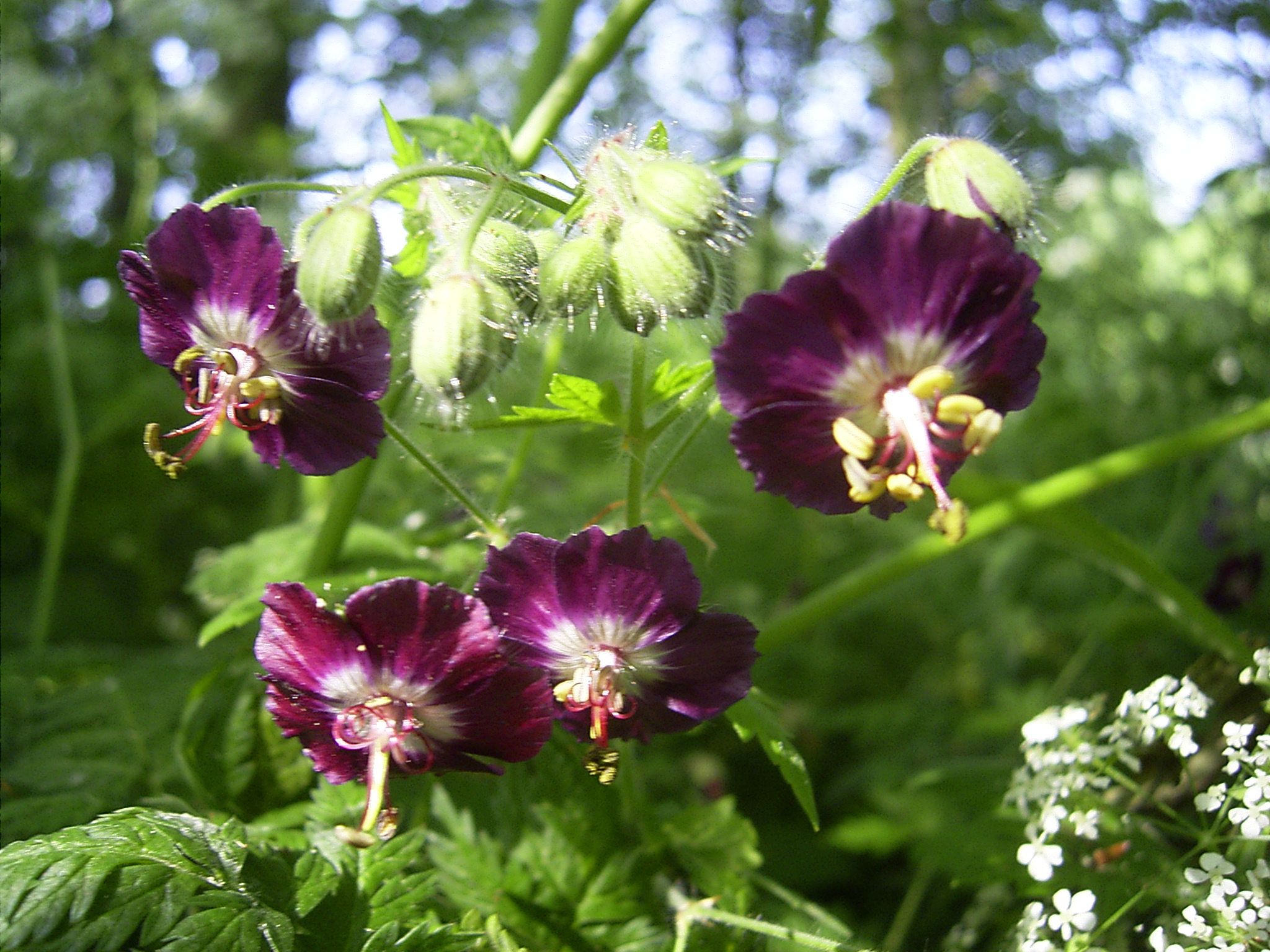 Geranium phaeum (geranio stellato) | Piante magiche