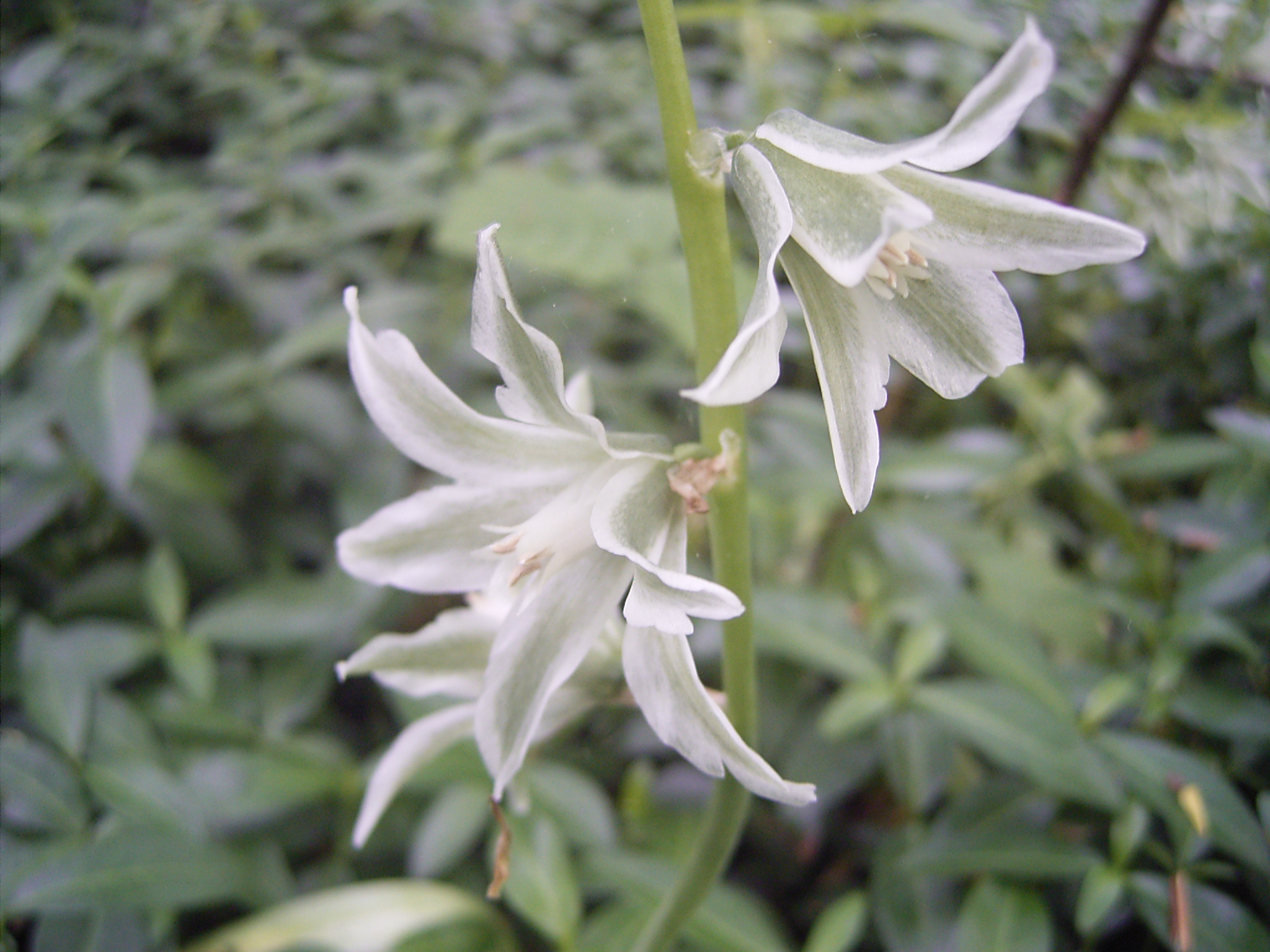 Ornithogalum nutans (latte di gallina a fiori penduli) | Piante magiche