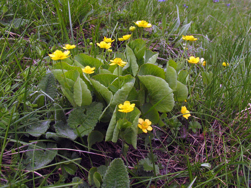 Ranunculus thora (ranuncolo erba-tora) | Piante magiche