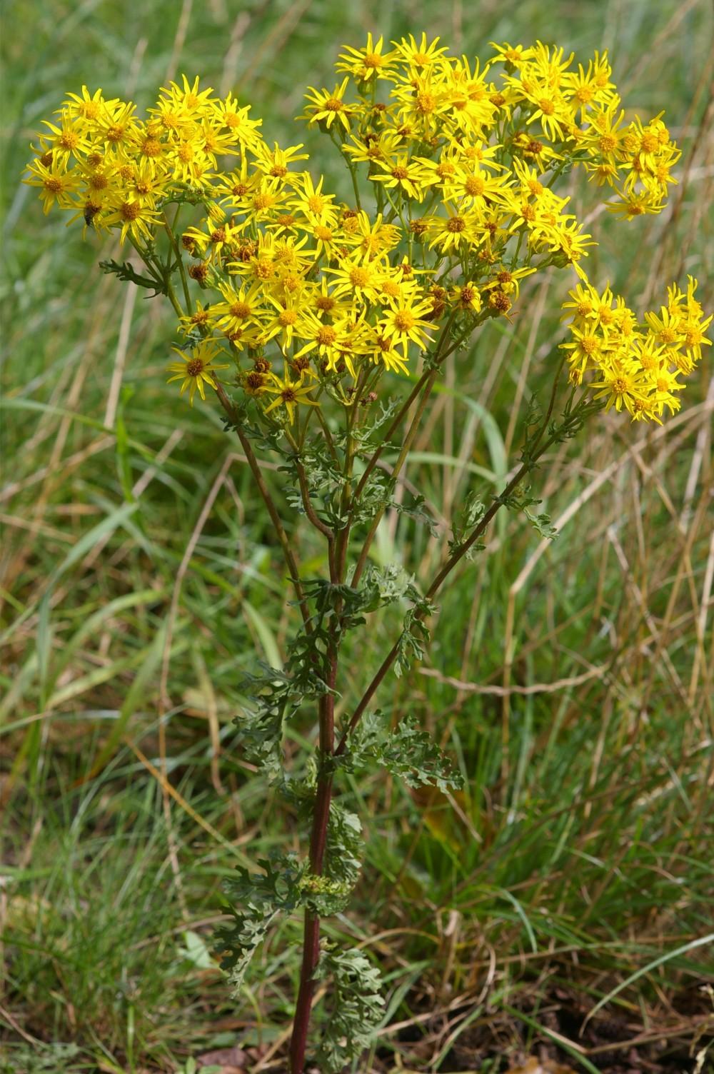 Senecio jacobaea (senecione di s. giacomo) | Piante magiche